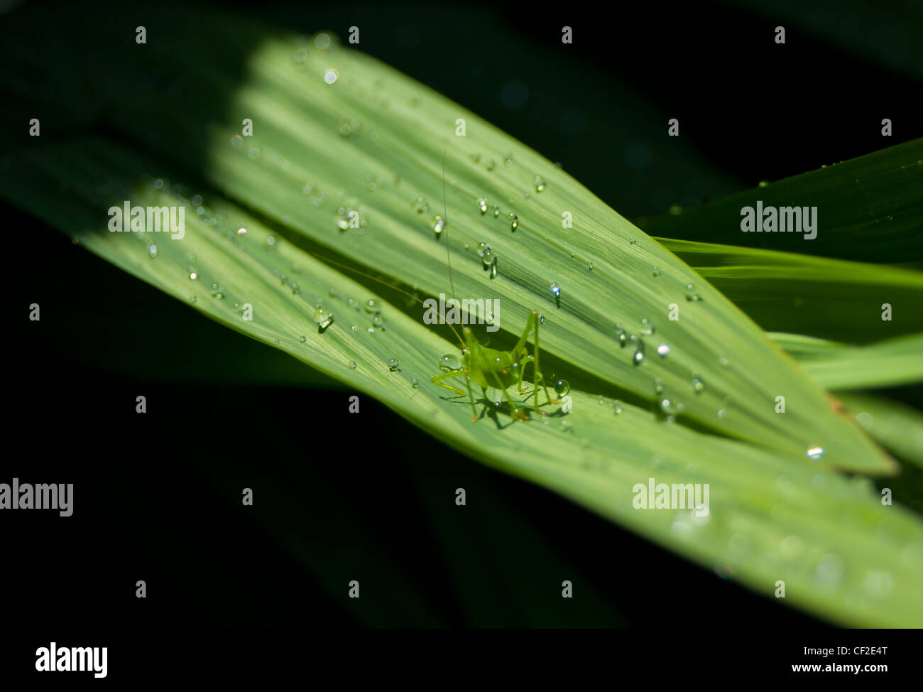 Grasshopper leaf rain hi-res stock photography and images - Alamy