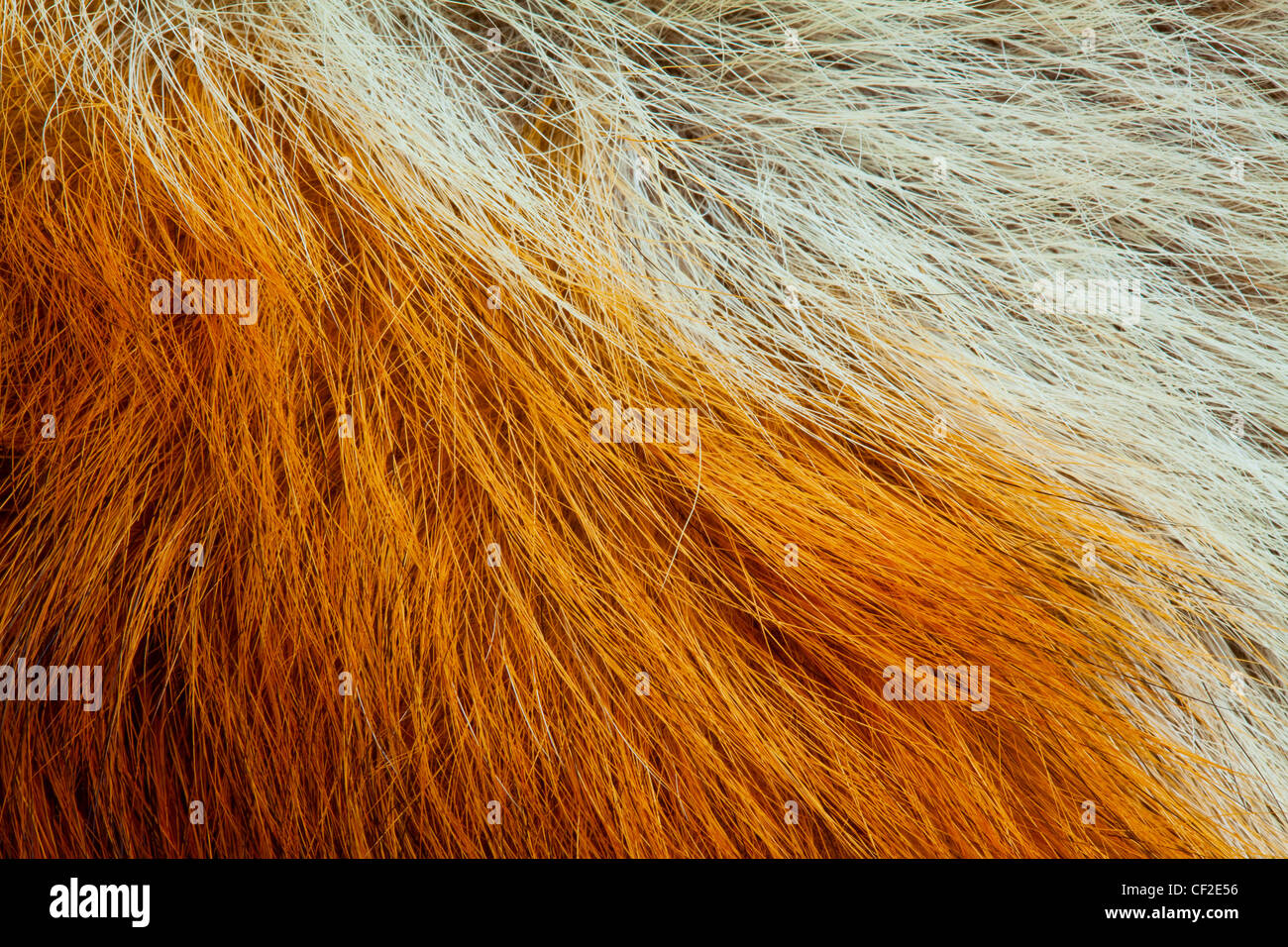 Blood fur coat hi-res stock photography and images - Alamy