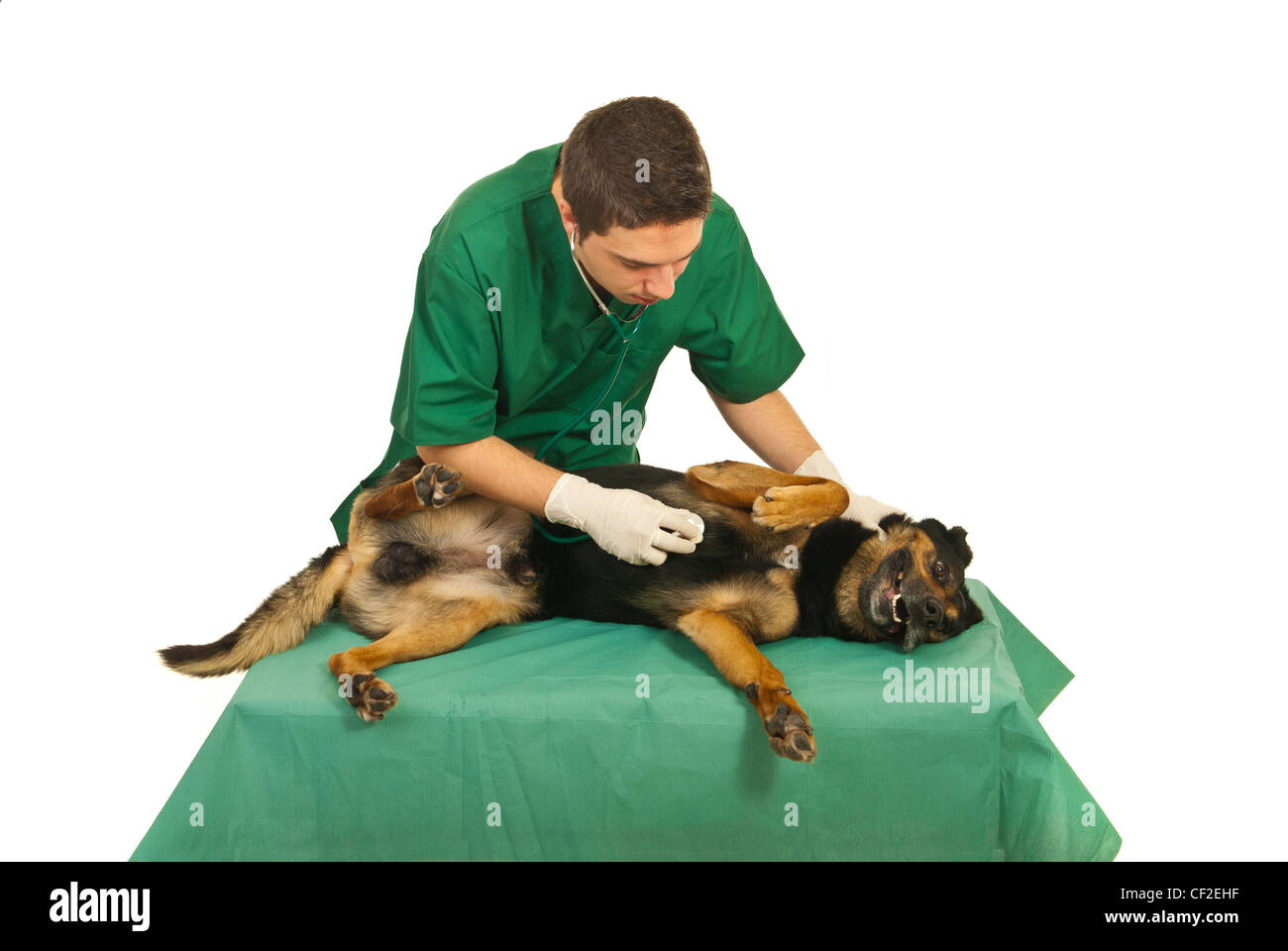 Doctor vet examine dog with stethoscope on a table in his office Stock ...