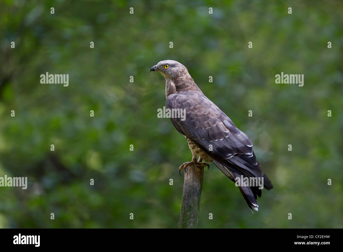 Wespenbussard, Pernis apivorus, European honey buzzard Stock Photo - Alamy