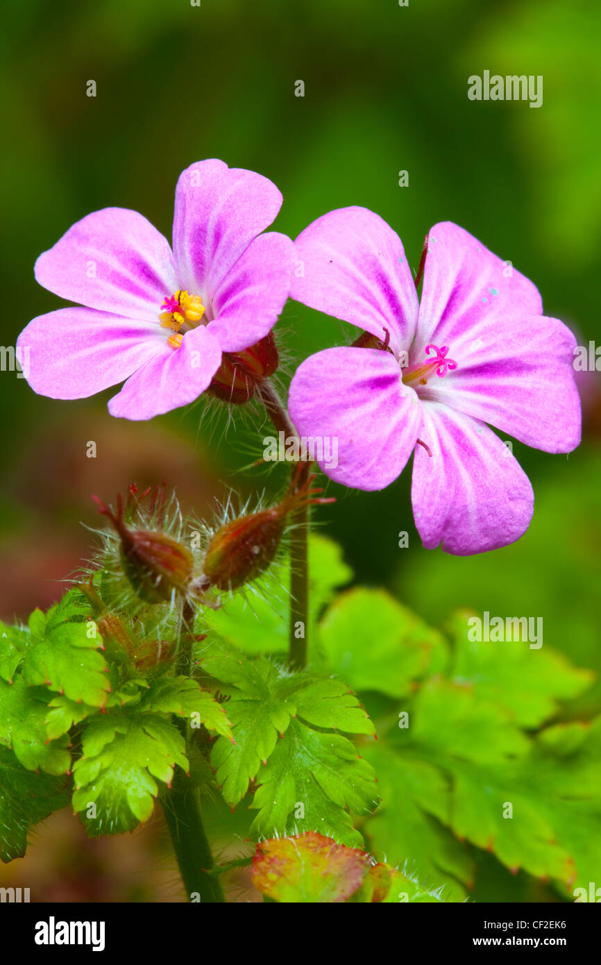 Quickly growing hi-res stock photography and images - Alamy