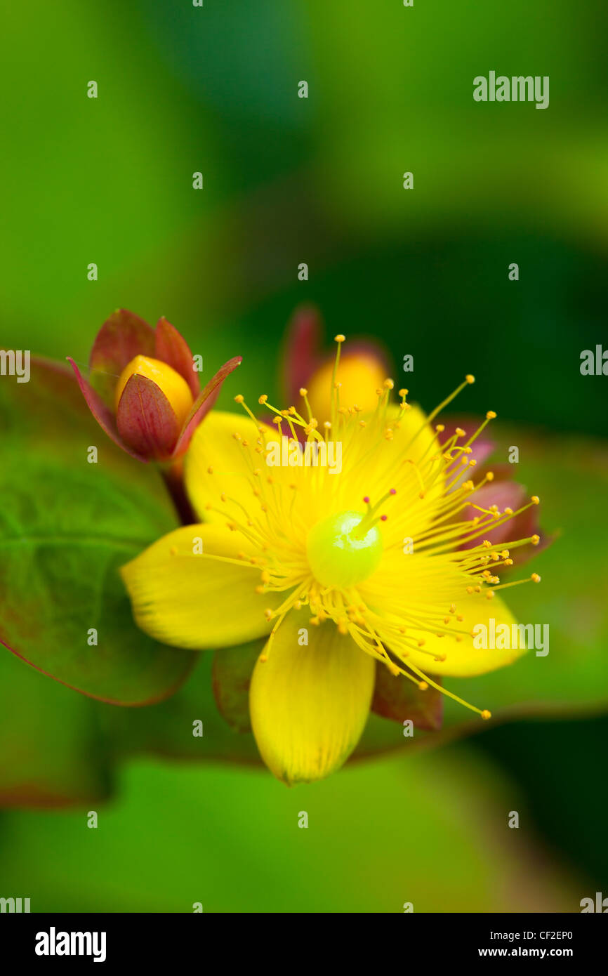 Hypericum perforatum hi-res stock photography and images - Alamy