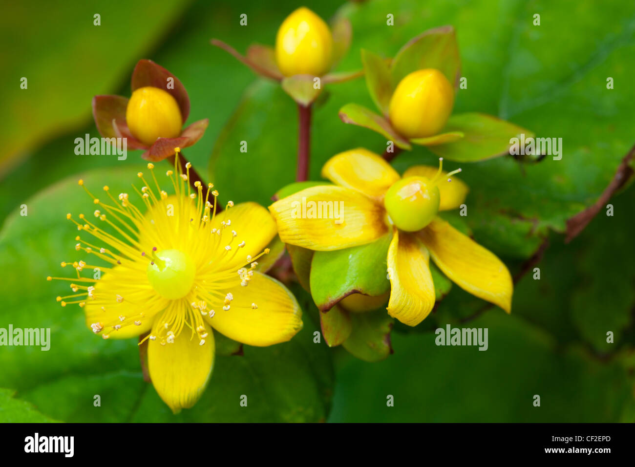 Close-up of St John's wort (Hypericum perforatum) also known as Tipton ...