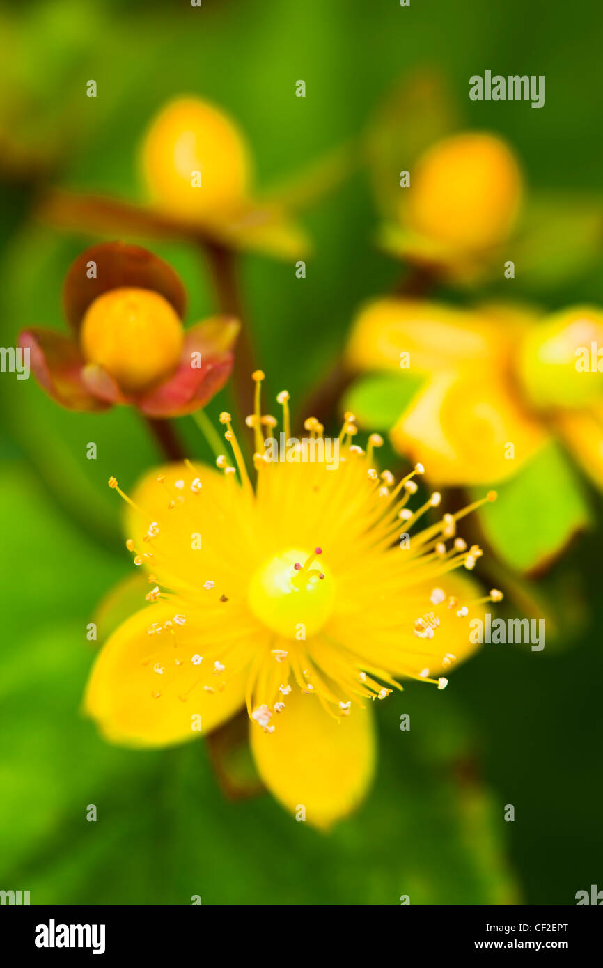 Close-up of St John's wort (Hypericum perforatum) also known as Tipton ...