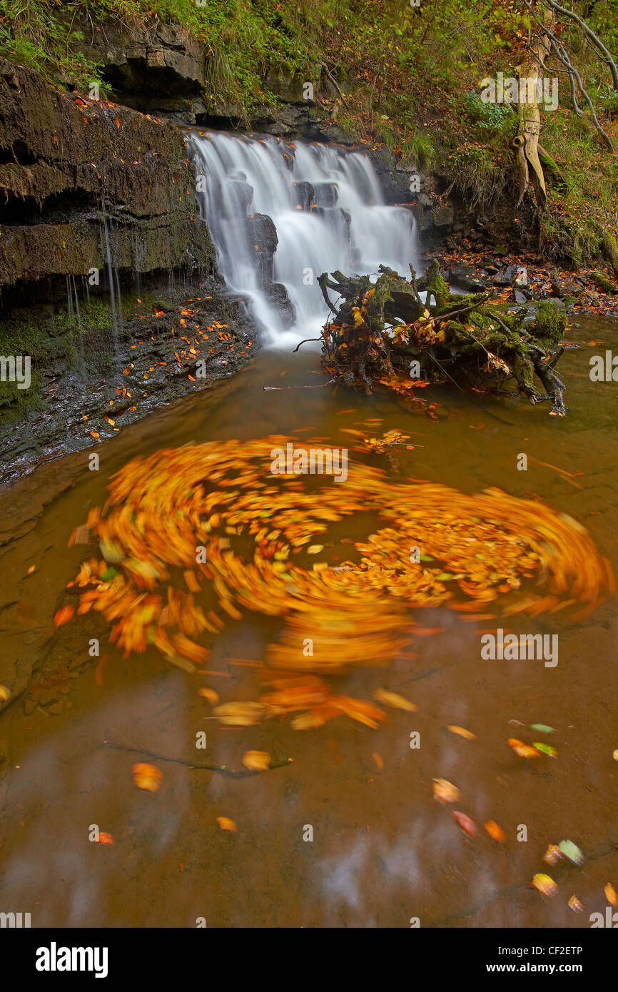 Leaves swirling around a pool at the bottom of Lower Falls at Scaleber ...