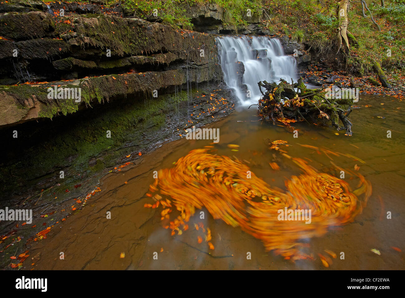 Leaves swirling around a pool at the bottom of Lower Falls at Scaleber ...
