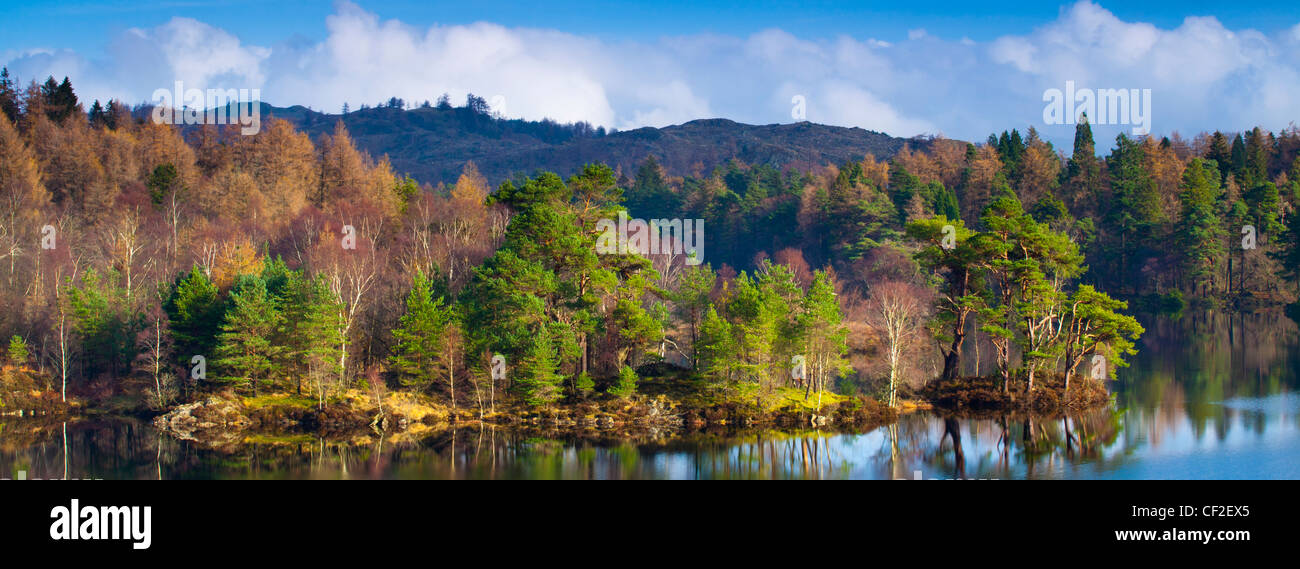 Mix of deciduous and evergreen trees surrounding the waters edge of ...