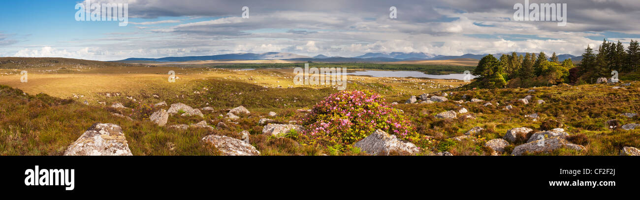 Rhododendron flowers near Lough Formoyle, Connemara, County Galway ...