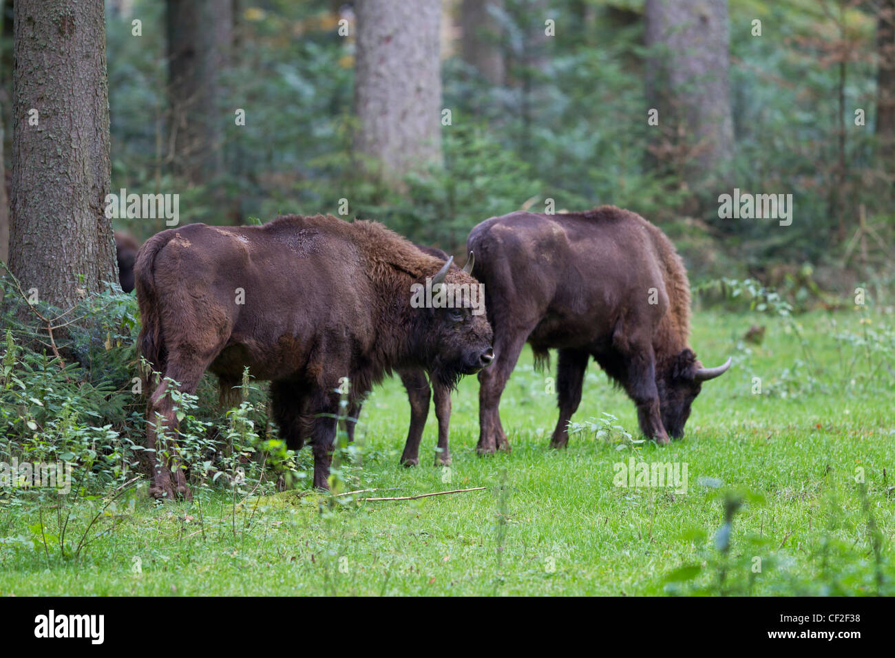 European bison and cattle hi-res stock photography and images - Alamy