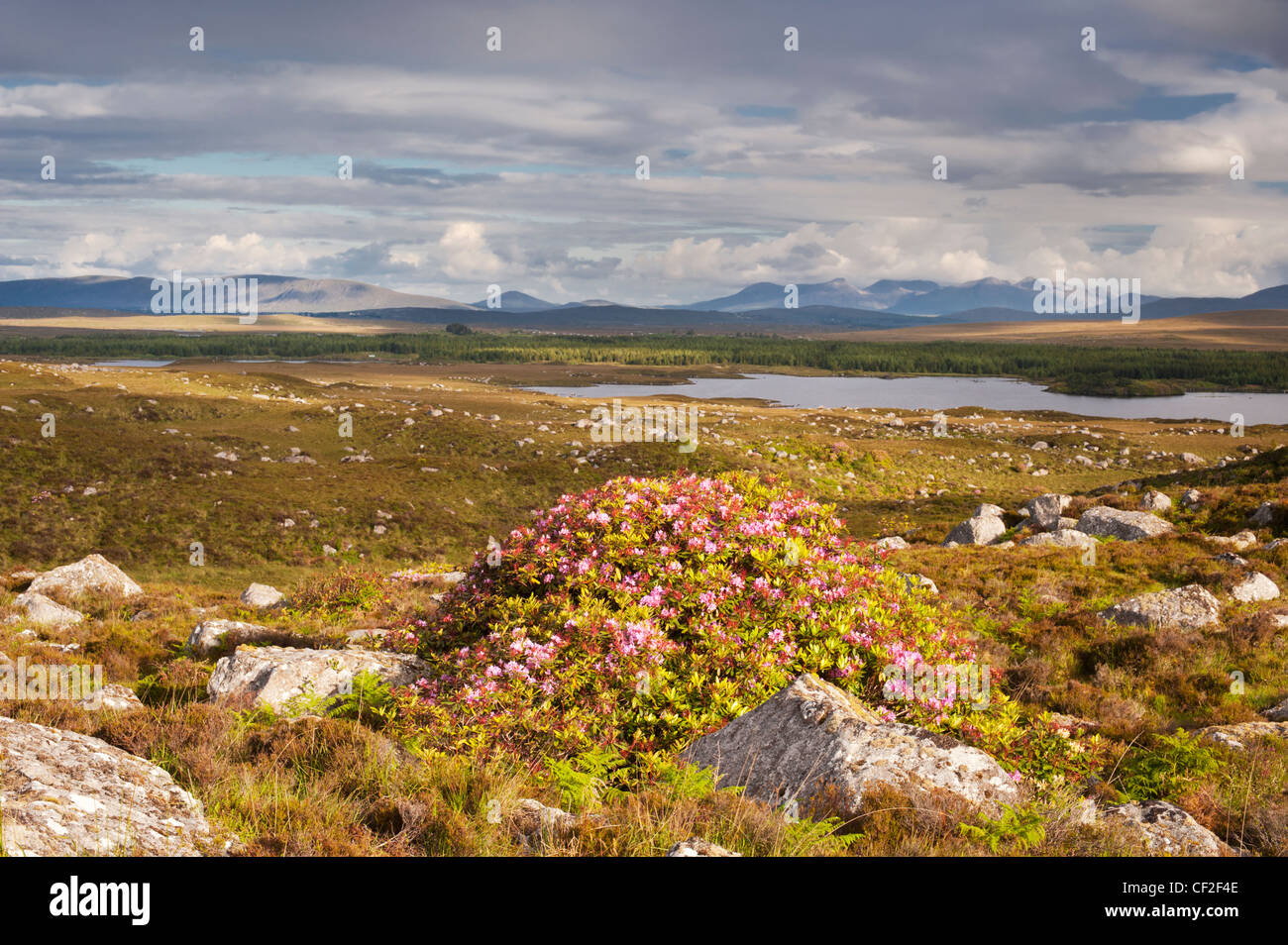 Rhododendron flowers near Lough Formoyle, Connemara, County Galway ...