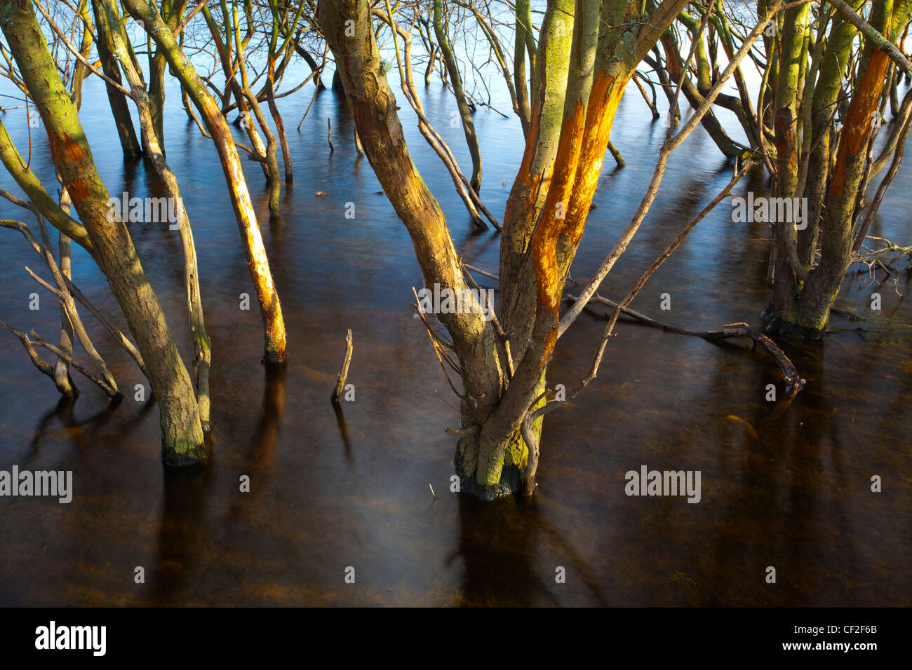Tree submerged in flood hi-res stock photography and images - Alamy