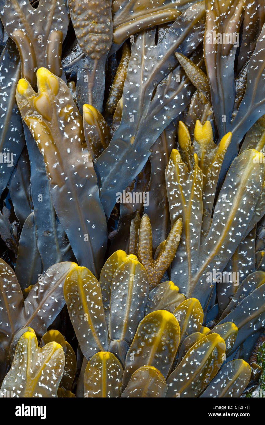 Sea kelp hi-res stock photography and images - Alamy