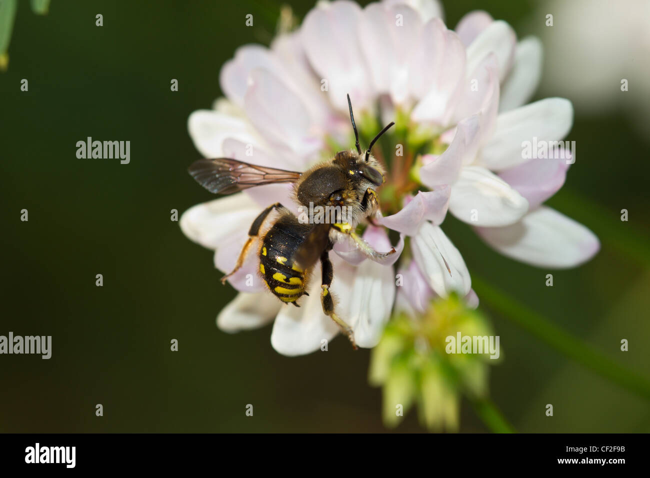 Potter bees hi-res stock photography and images - Alamy