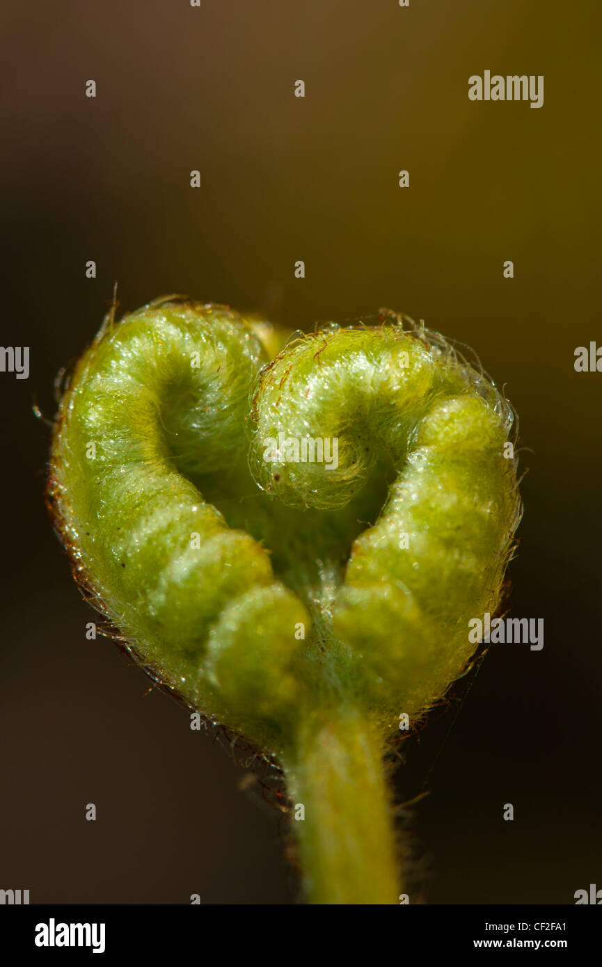 Growing heart hi-res stock photography and images - Alamy