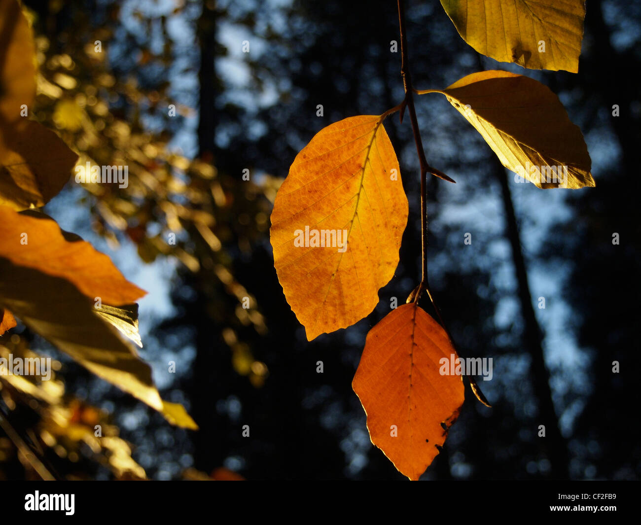 Beech leaf england hi-res stock photography and images - Alamy