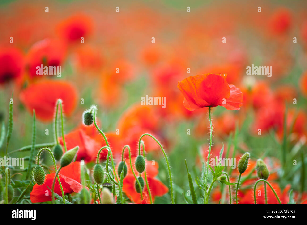 Poppies growing in a commercial poppy / wild-flower seed field in ...