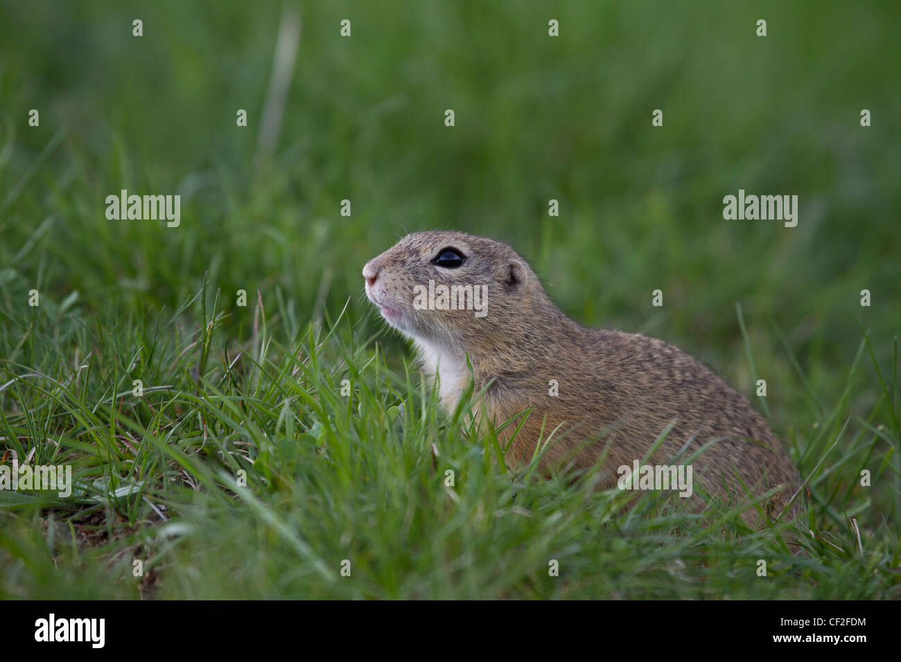 Europaeisches Ziesel High Resolution Stock Photography and Images - Alamy