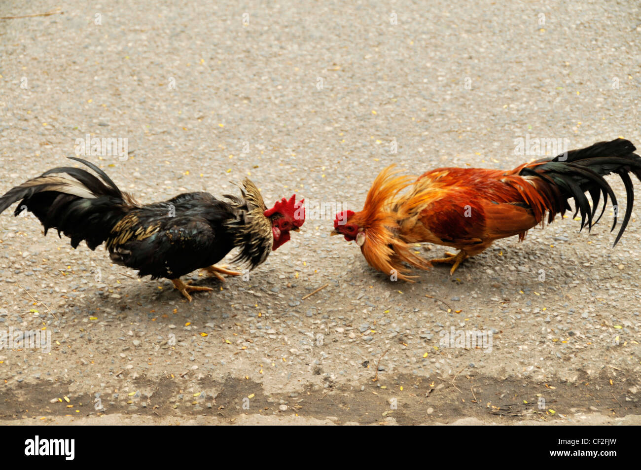 Roster hi-res stock photography and images - Alamy