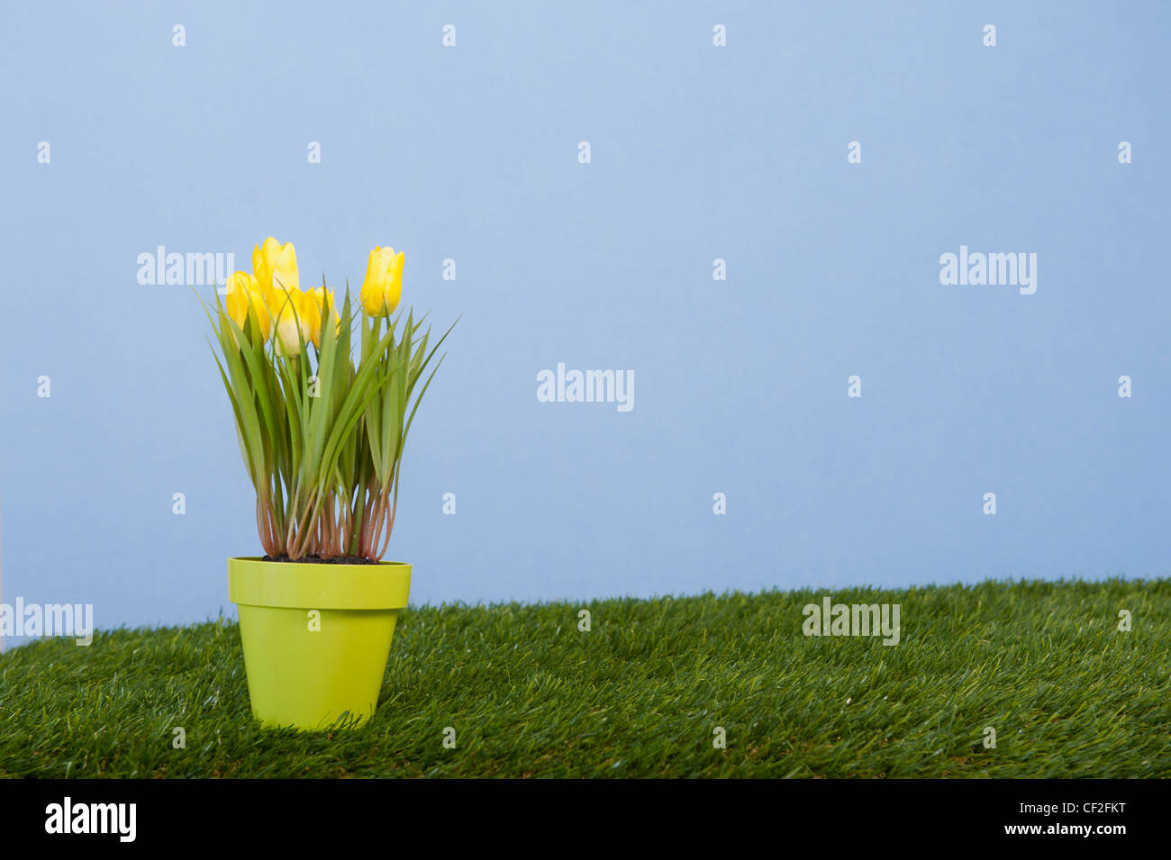 yellow crocus on grass field against a blue sky Stock Photo - Alamy