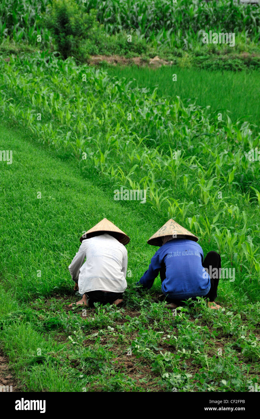 farmers in vietnam Stock Photo - Alamy