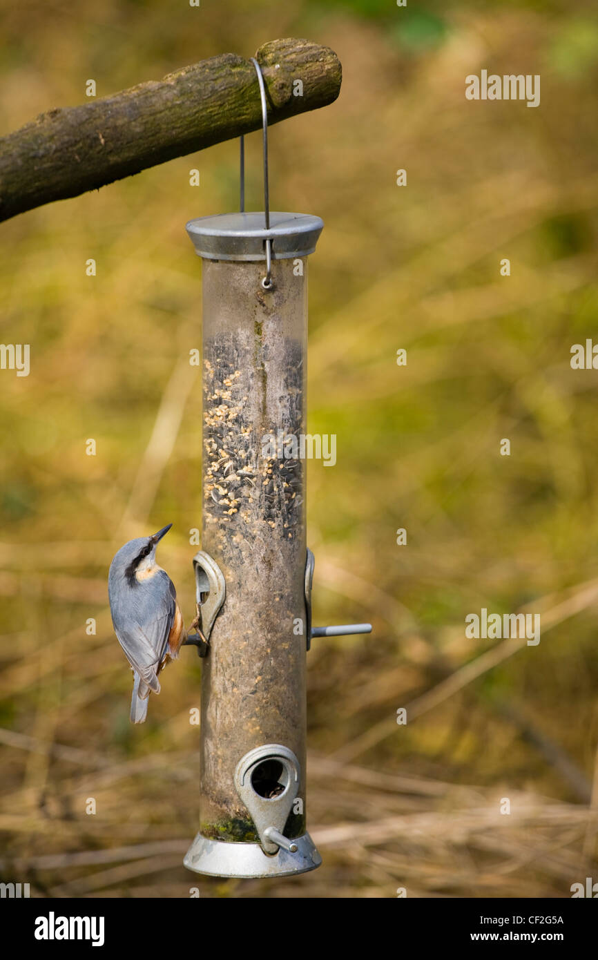 A nuthatch on a bird feeder hi-res stock photography and images - Alamy