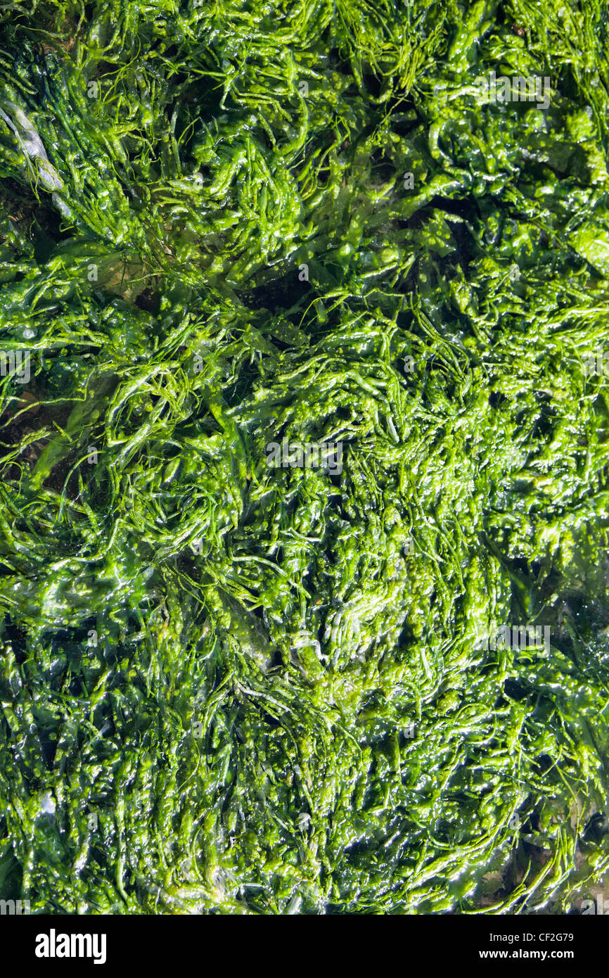 Green Stringy Seaweed in Rockpool Stock Photo - Alamy