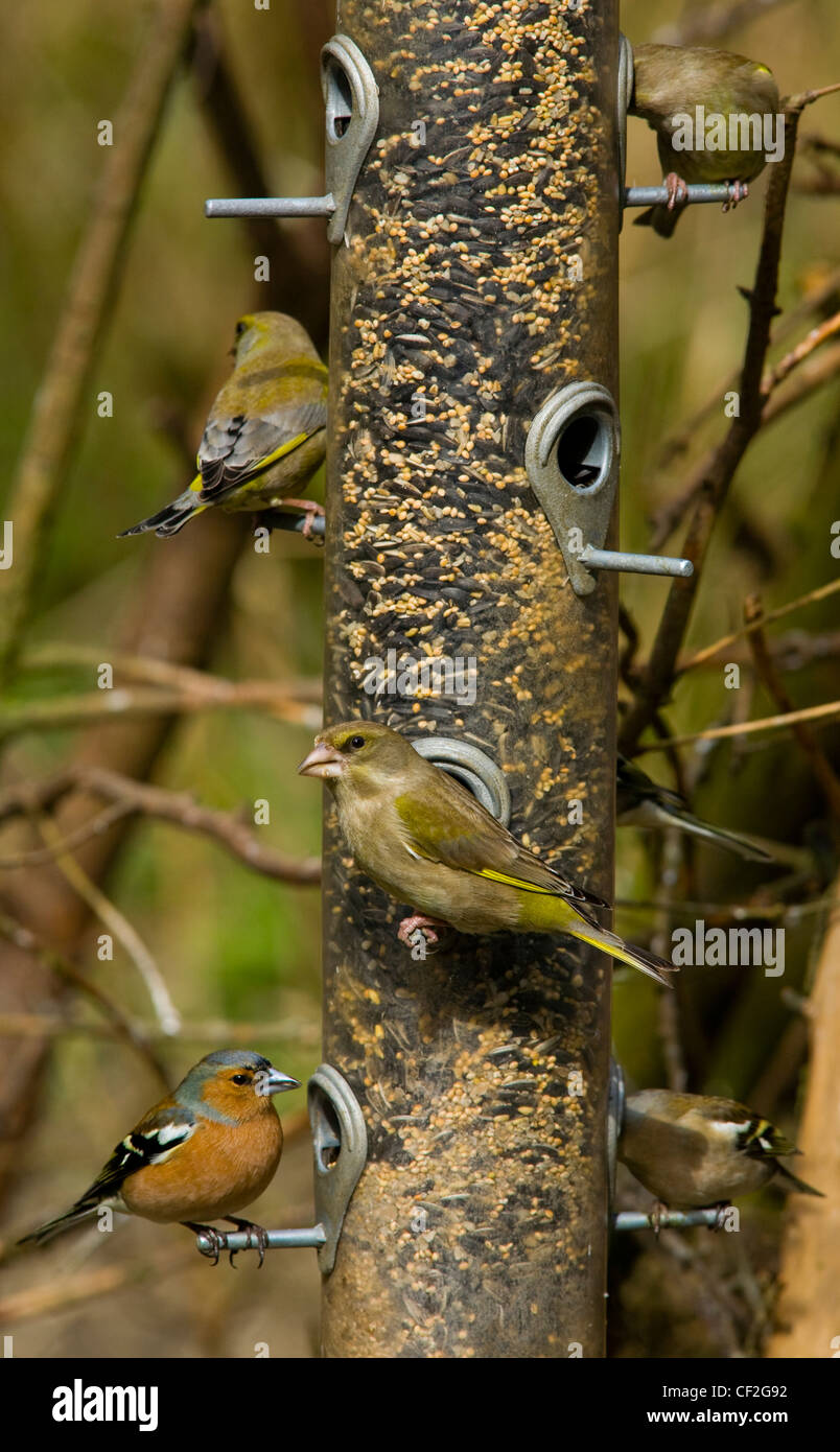 Greenfinches hi-res stock photography and images - Alamy