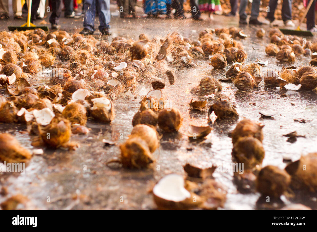 Coconut smashing during thaipusam festival hi-res stock photography and ...