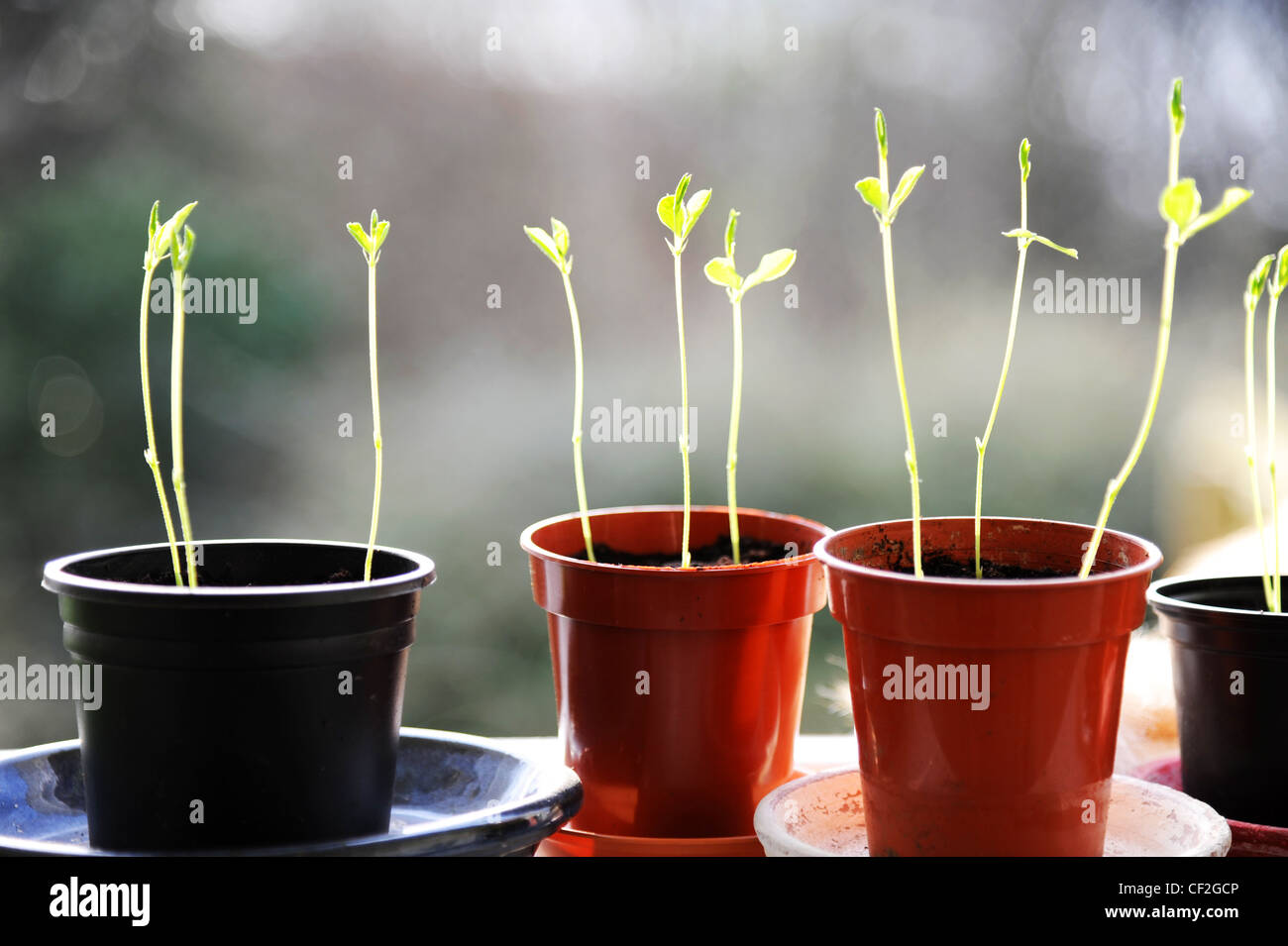 Seedlings in pots Stock Photo - Alamy