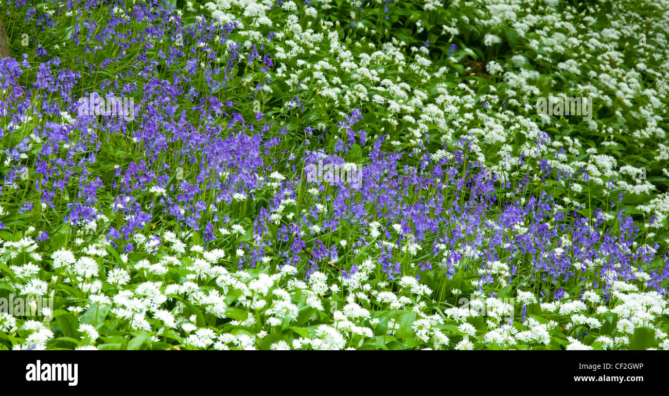 Native bluebells hi-res stock photography and images - Alamy