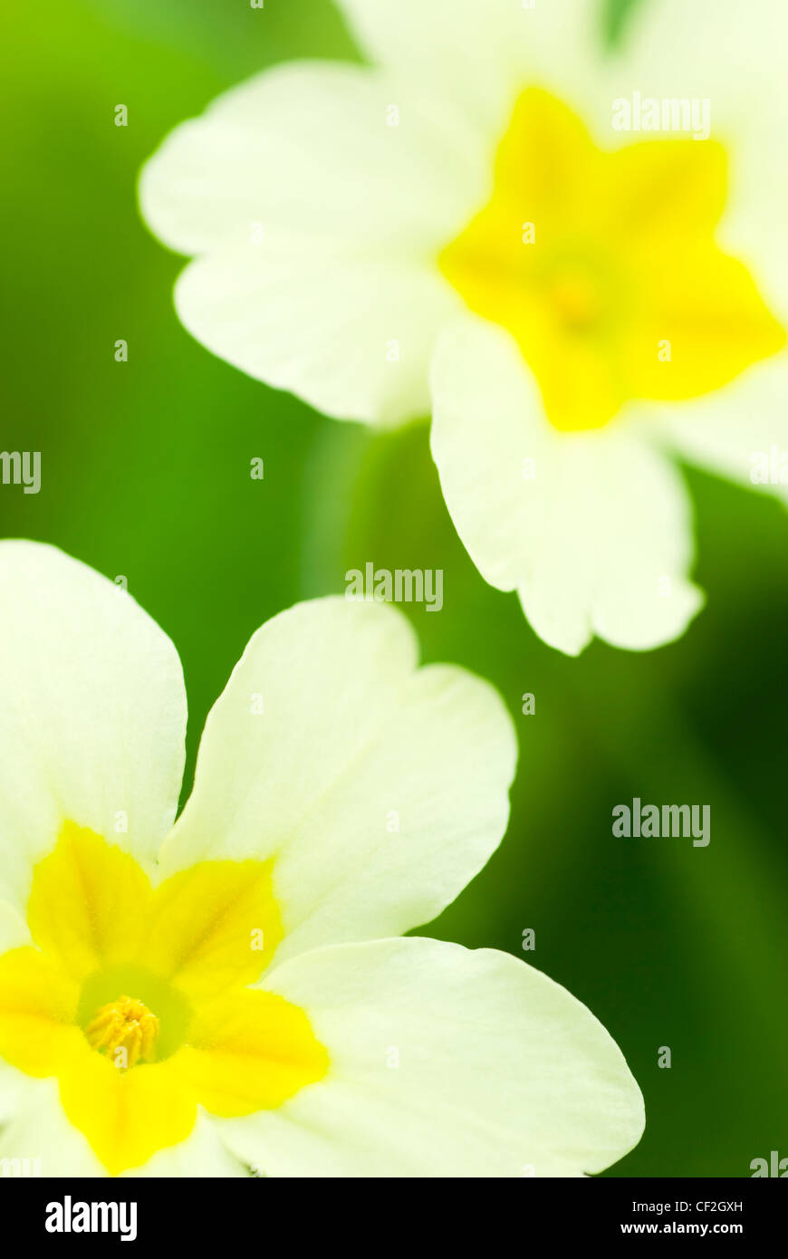 Primrose growing in a Northumberland Wildlife Trust Reserve known as ...