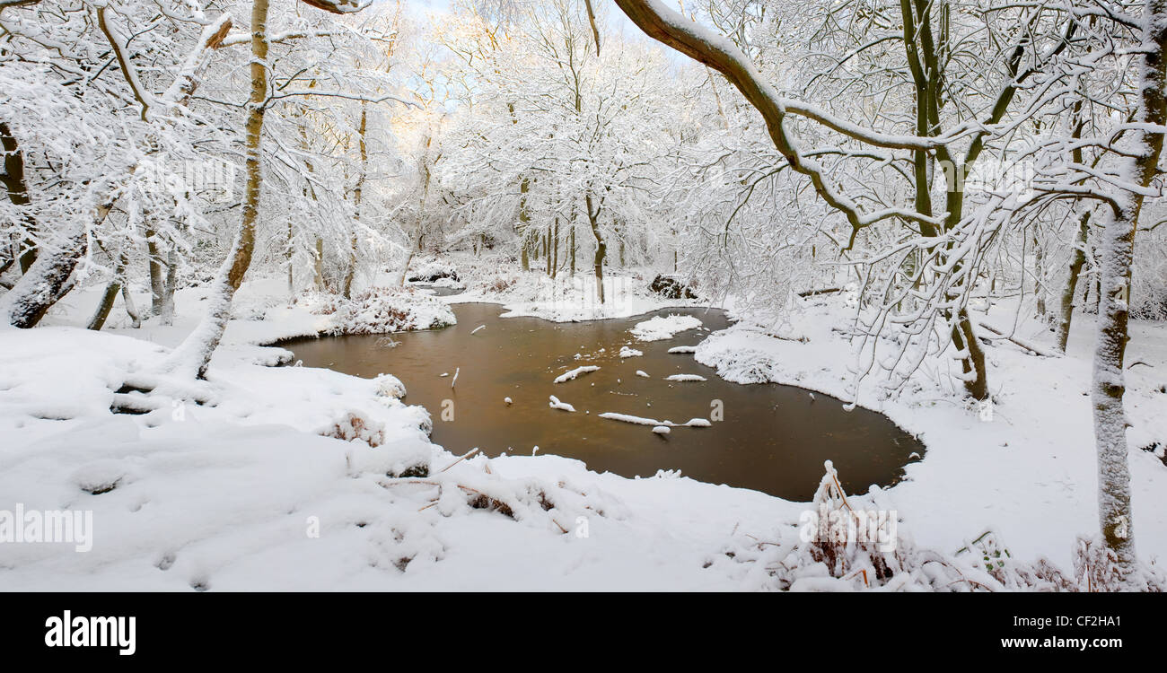 A frozen pond in snow covered woodland Stock Photo - Alamy