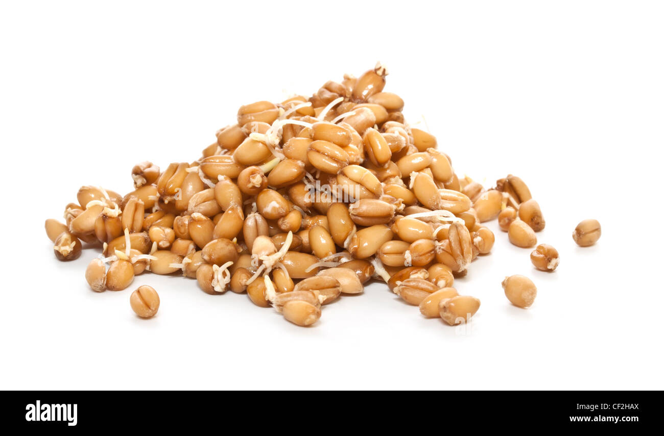Sprouted wheat grain closeup on white background Stock Photo - Alamy