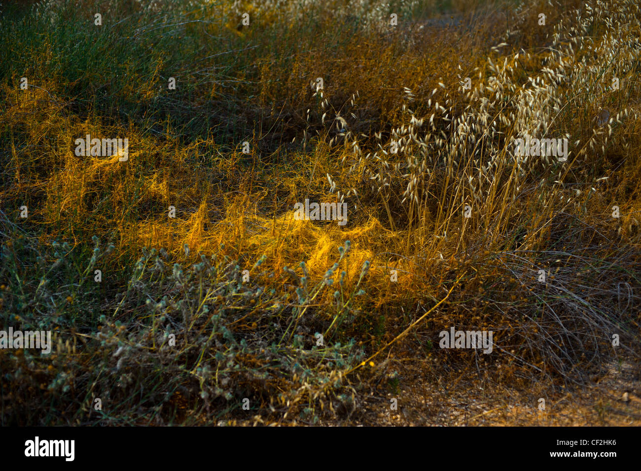 Holly landscape hi-res stock photography and images - Alamy