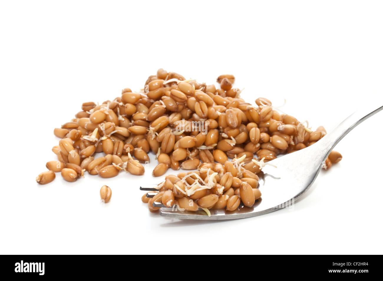 Sprouted wheat grain closeup on white background Stock Photo - Alamy