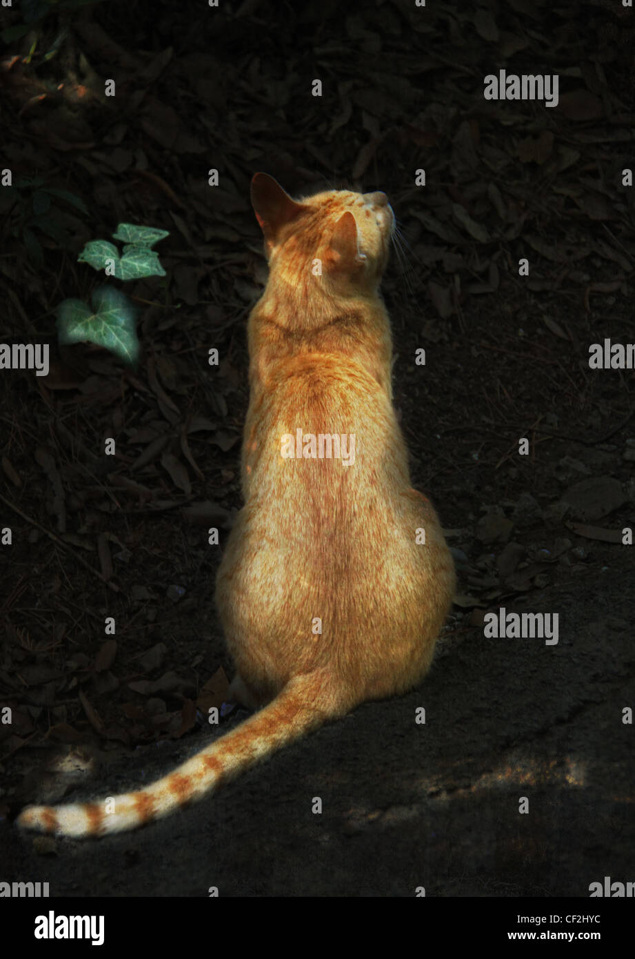 A young striped red cat waiting patiently outdoor near ivy leaves on a ...