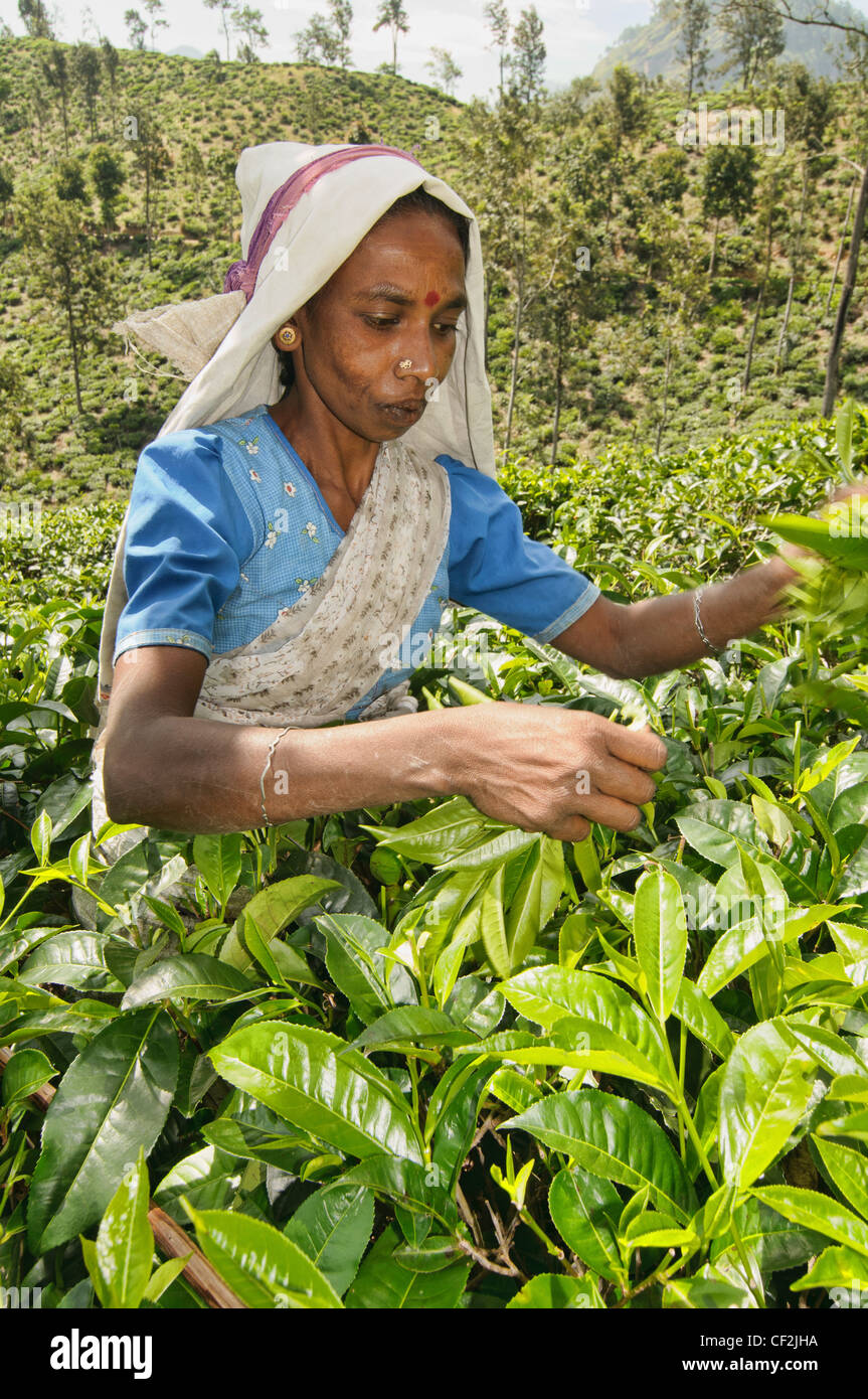 A Tamil tea picker working on the plantation near Ella, Sri Lanka Stock ...