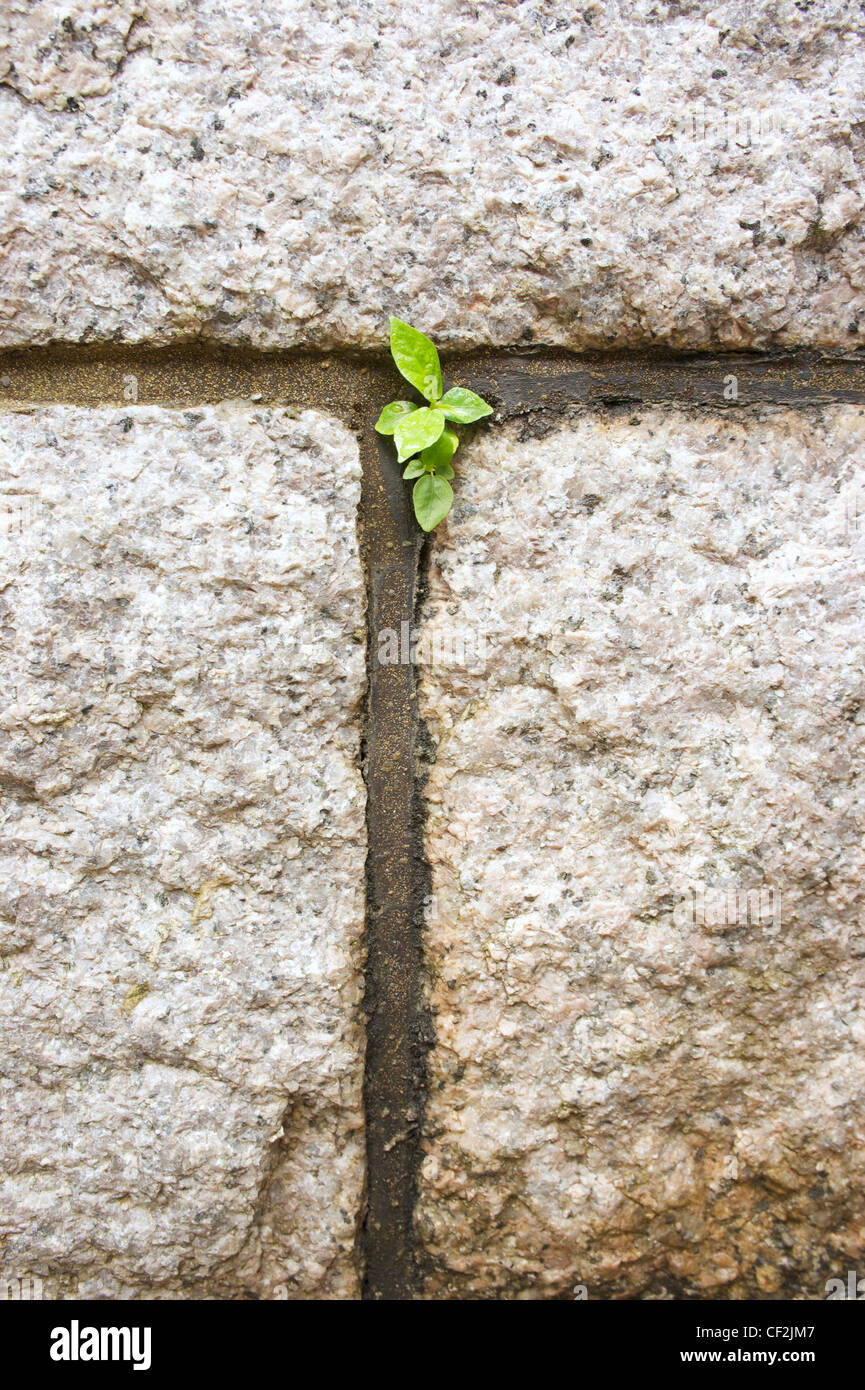Tree's sprout push through asphalt on wall Stock Photo - Alamy