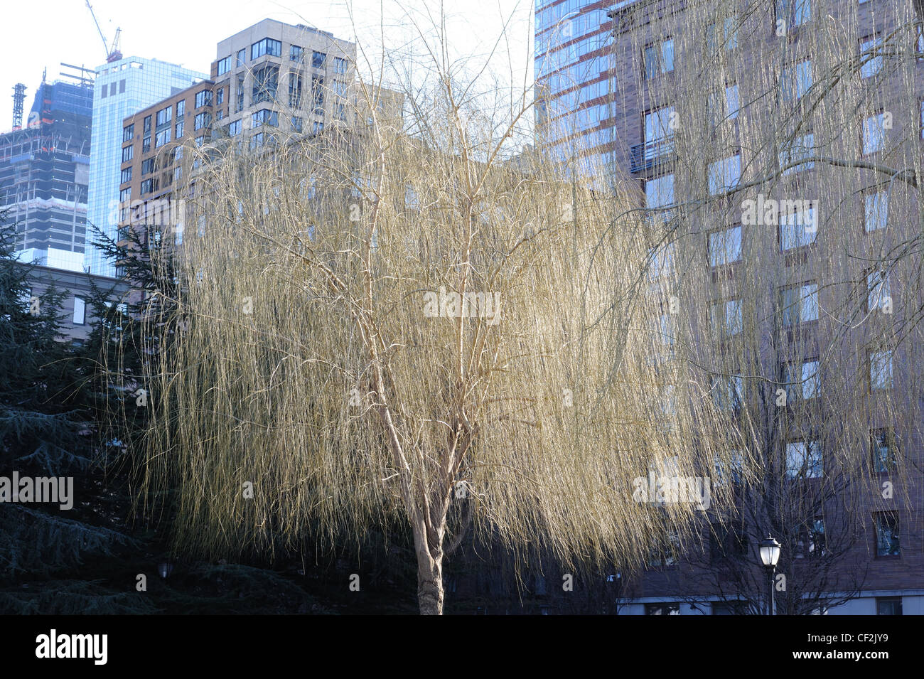 Morning sunlight streams through the branches of a Babylonian willow ...