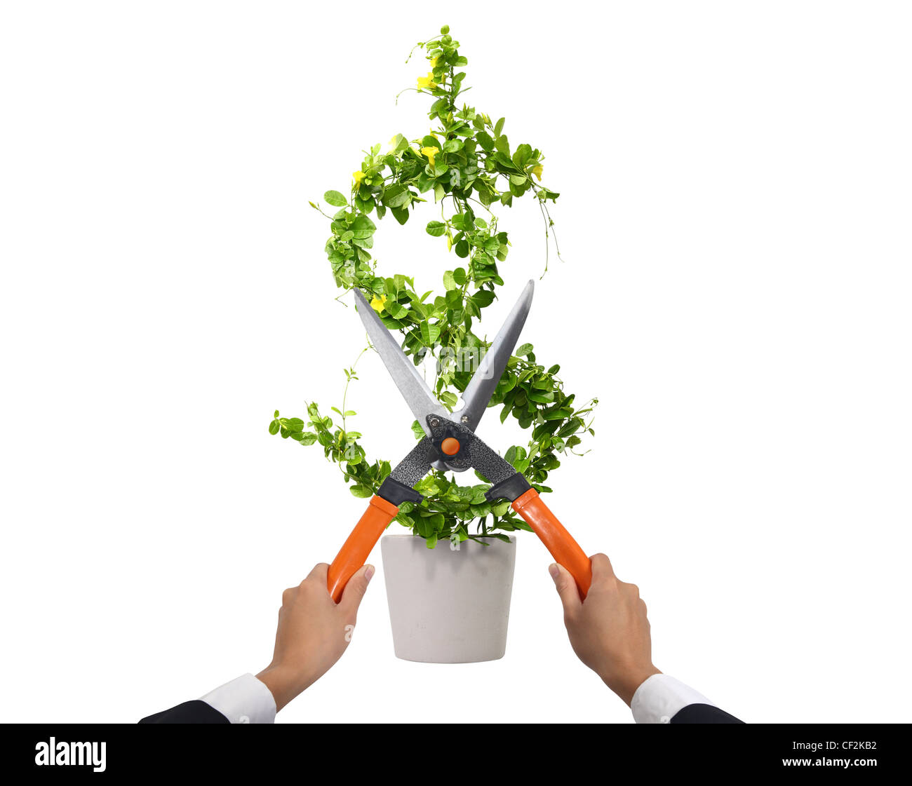 Dollar bills money tree Cut Out Stock Images & Pictures - Alamy