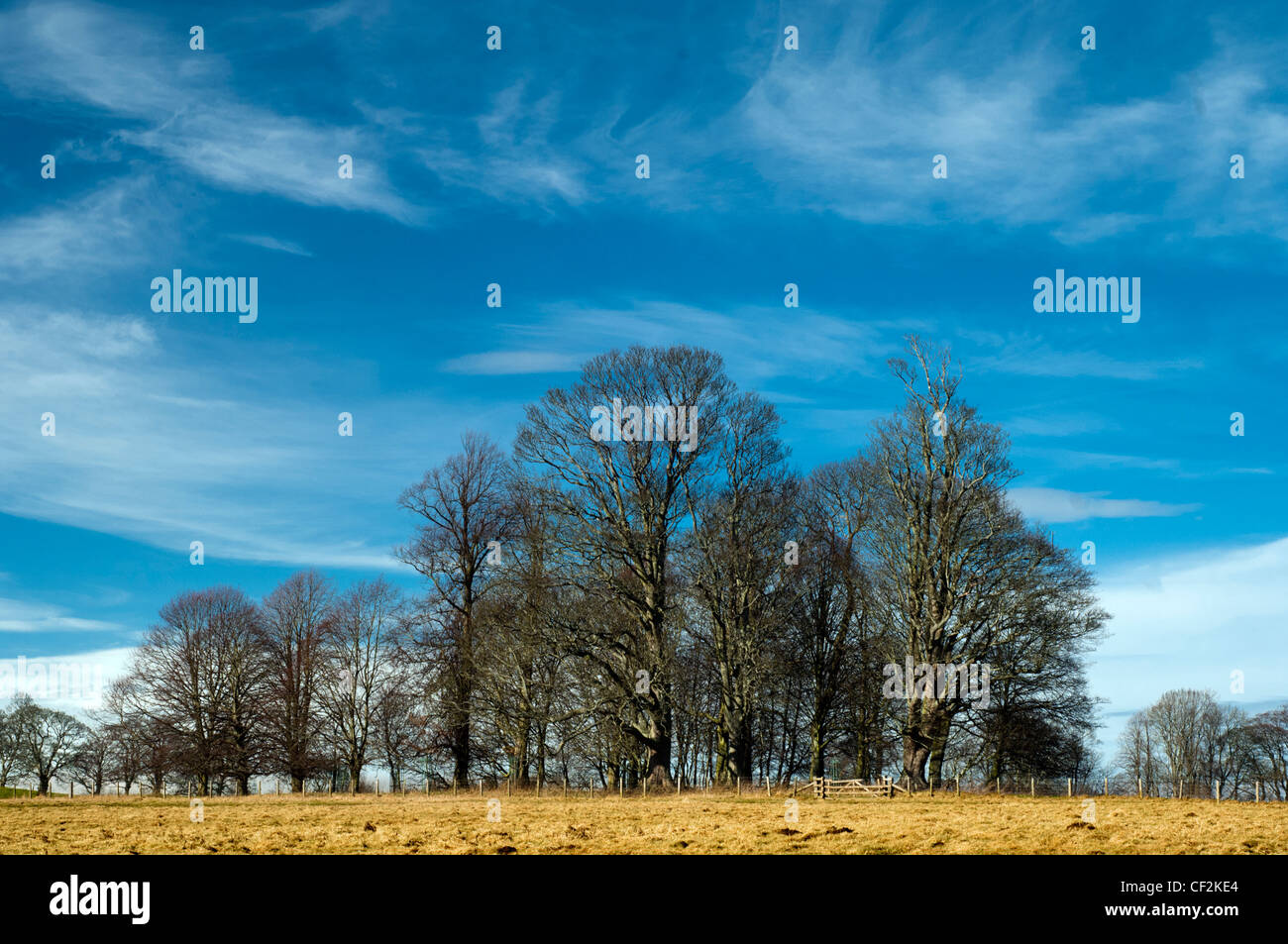 Copse europe hi-res stock photography and images - Alamy