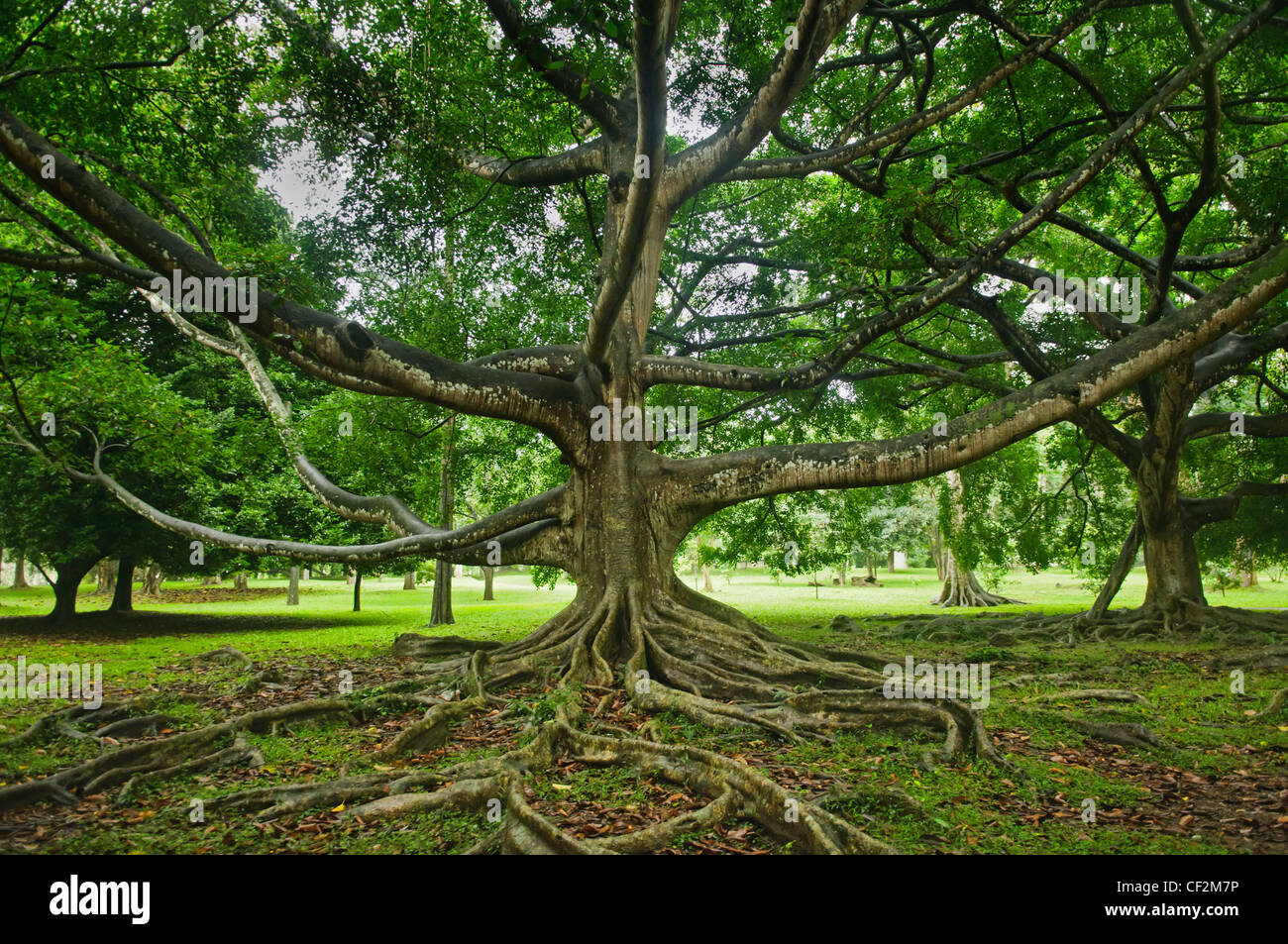 giant fig tree (ficus religiosa) in Kandy, Sri Lanka Stock Photo - Alamy