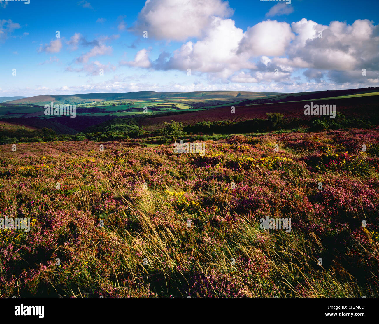 Late summer heather on Porlock Common in Exmoor National Park with ...