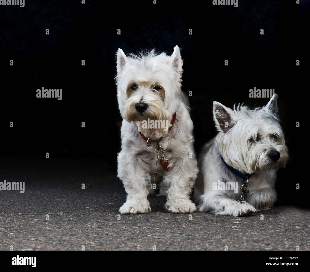West highland terriers hi-res stock photography and images - Alamy