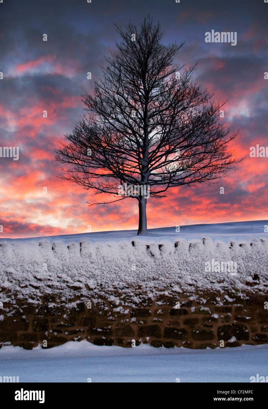 Snow falling with single tree hi-res stock photography and images - Alamy
