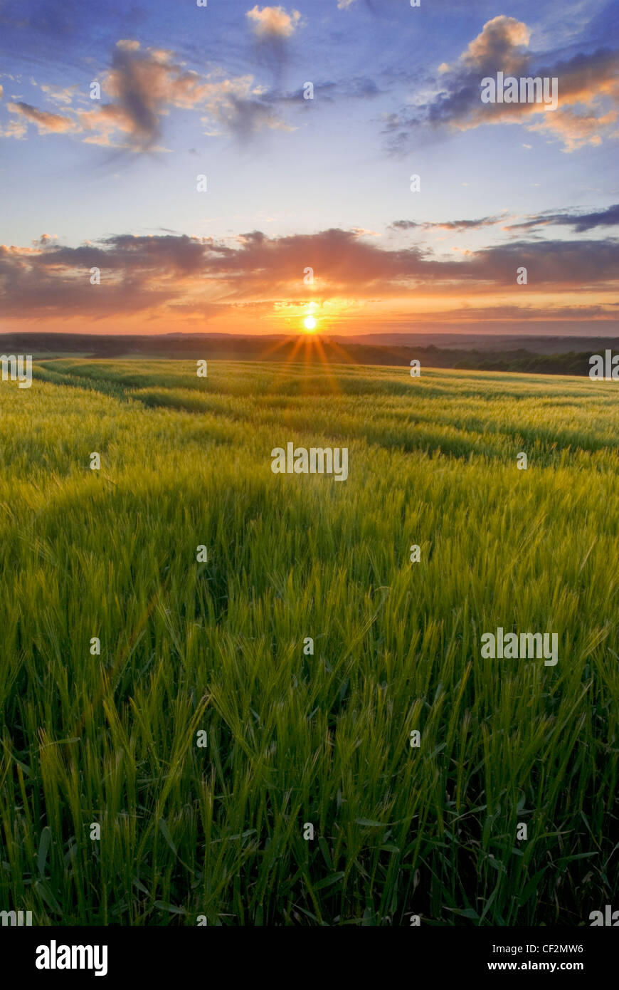 A view of a sunset over a field of barley near Petham, Kent, England ...
