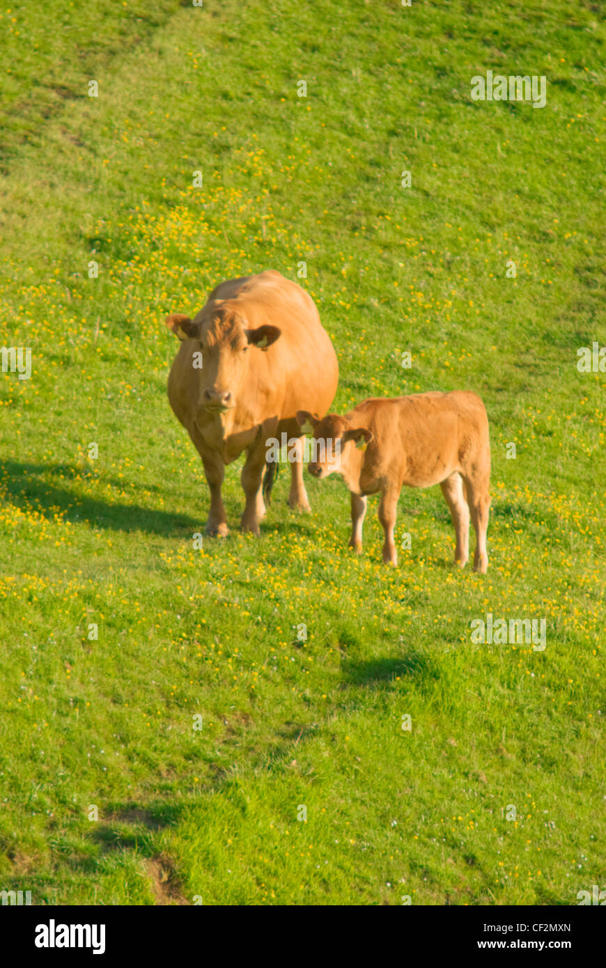 A view of a calf and mother cow in a field Stock Photo - Alamy