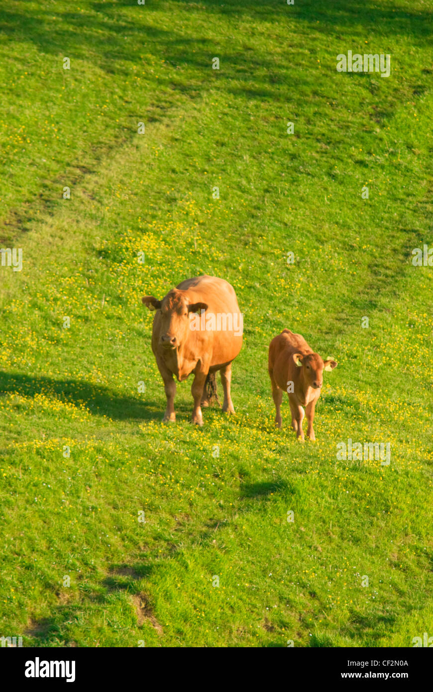 A view of a calf and mother cow in a field Stock Photo - Alamy