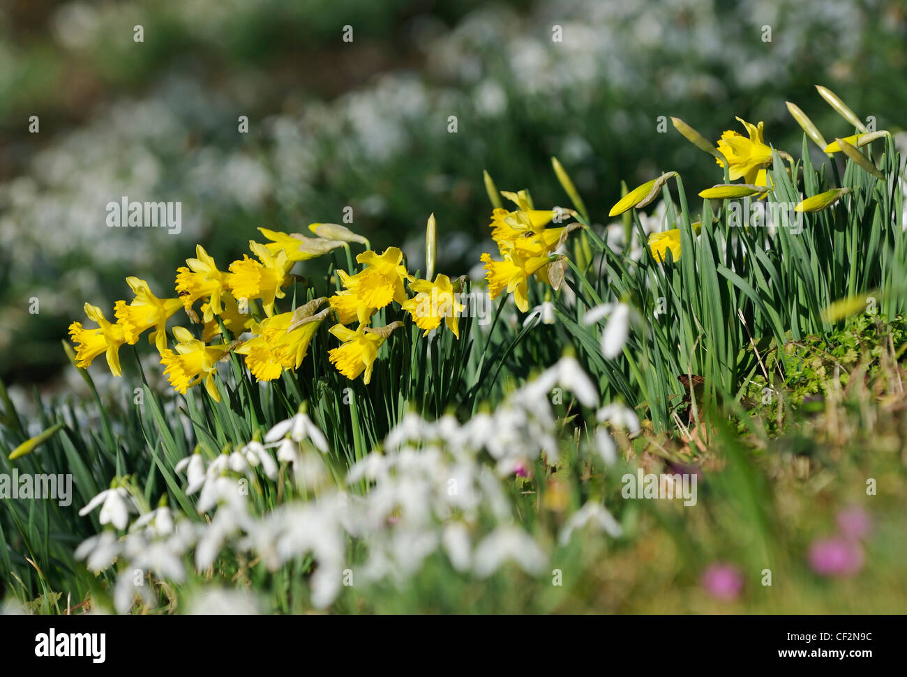 Daffodils and snowdrops hi-res stock photography and images - Alamy