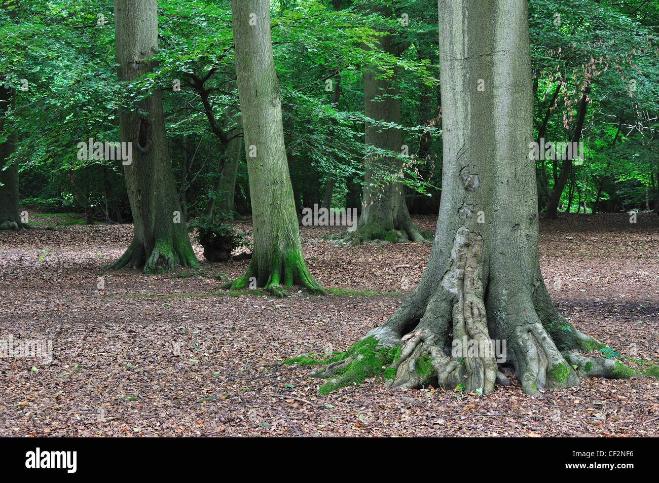 Cookham wood hi-res stock photography and images - Alamy